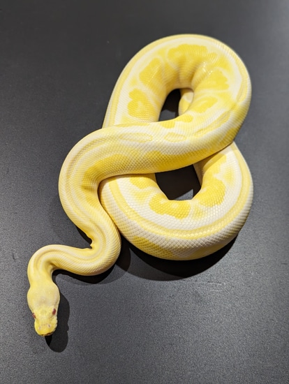 Cinnamon Albino Ball Python by Mustang Ridge Exotics