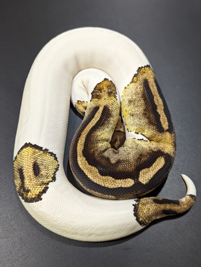 Proven Female Pied Ball Python by Mustang Ridge Exotics