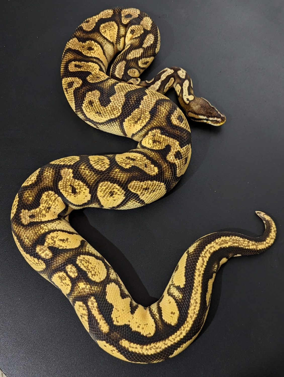 Proven Breeder OD Pastel YB Ball Python by Mustang Ridge Exotics ...
