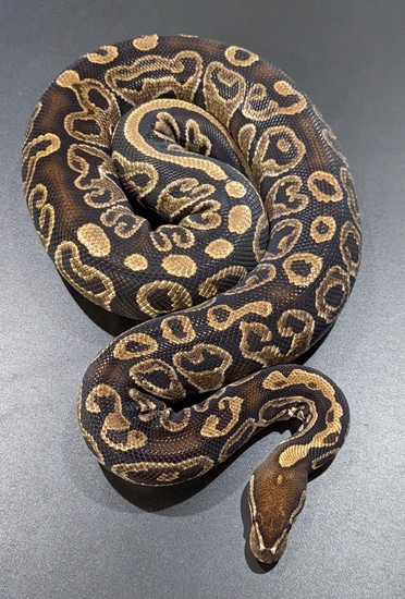 Hurricane Ball Python by Mustang Ridge Exotics