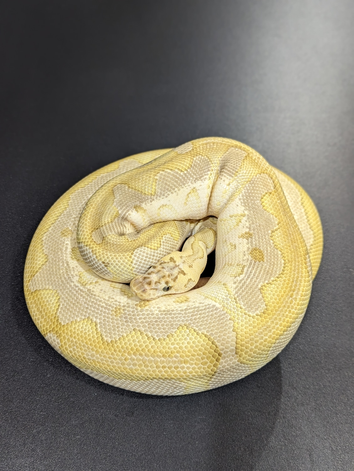 Pastel Lesser Clown Ball Python by Mustang Ridge Exotics - MorphMarket