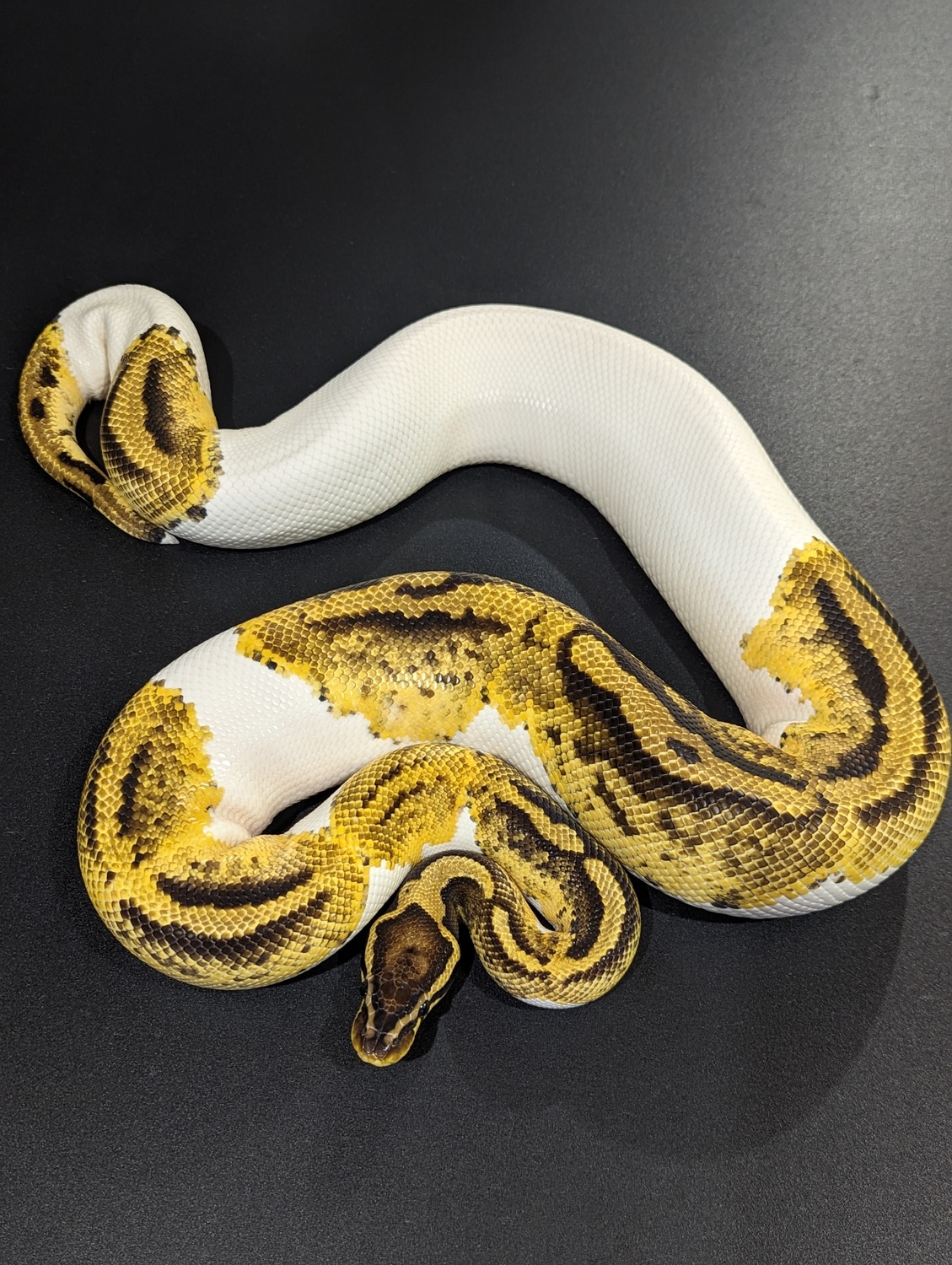 Pastel Pied Ball Python by Mustang Ridge Exotics - MorphMarket