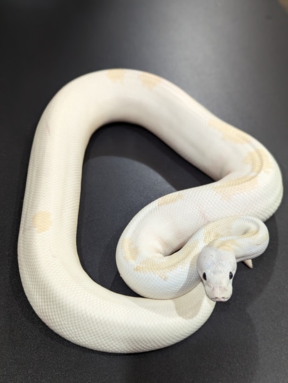 Proven Breeder Super Fire Ball Python by Mustang Ridge Exotics