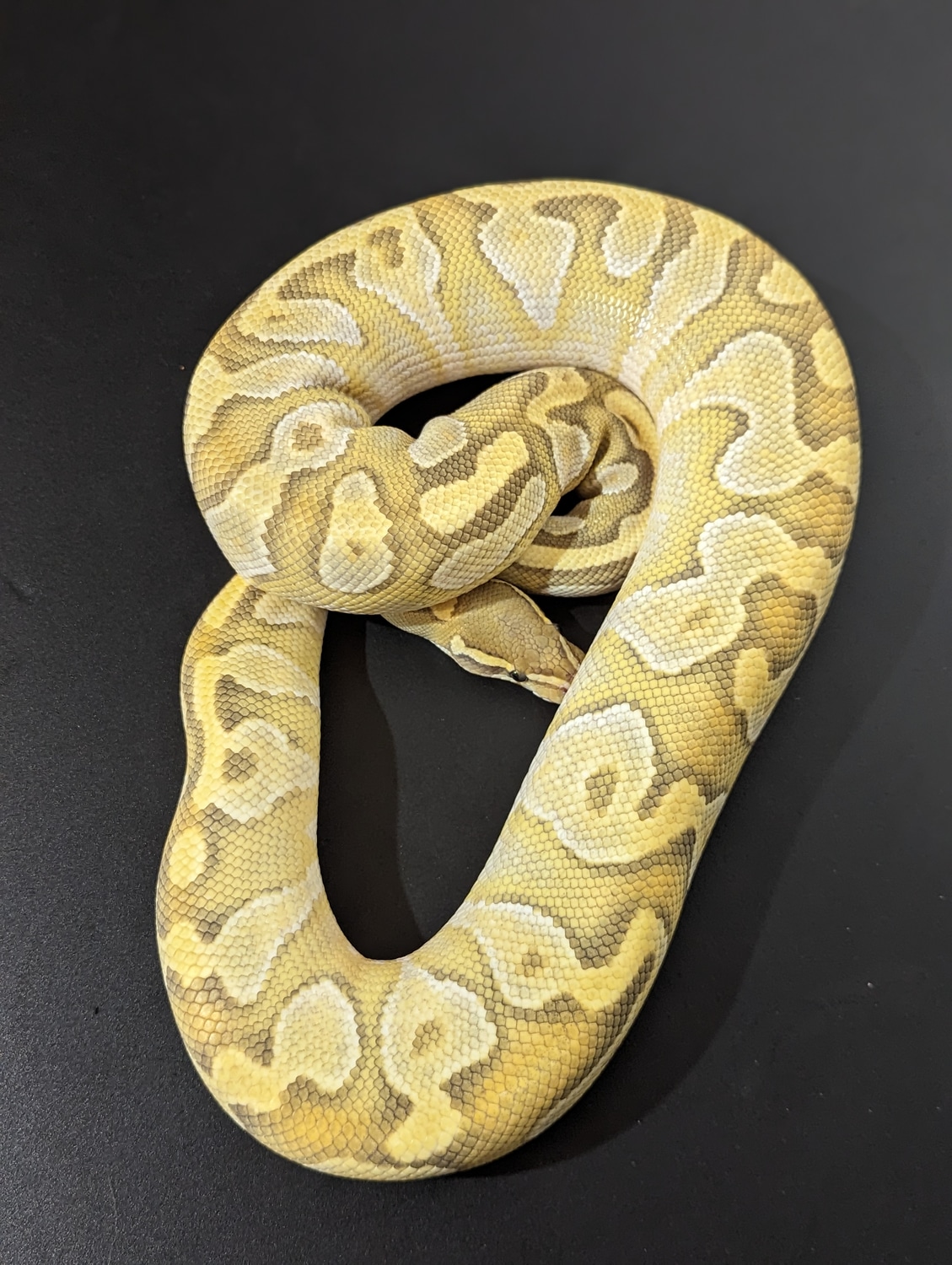 Enchi Mojave Ghost Ball Python by Mustang Ridge Exotics - MorphMarket