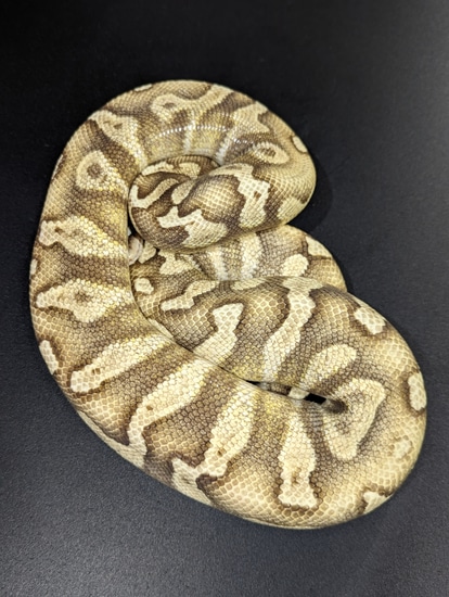 Proven Breeder Pastel Lesser GHI Ball Python by Mustang Ridge Exotics