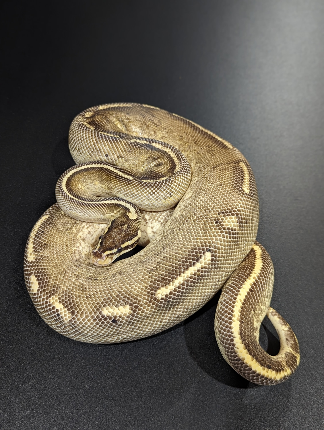 Proven Breeder Freeway Ball Python by Mustang Ridge Exotics - MorphMarket