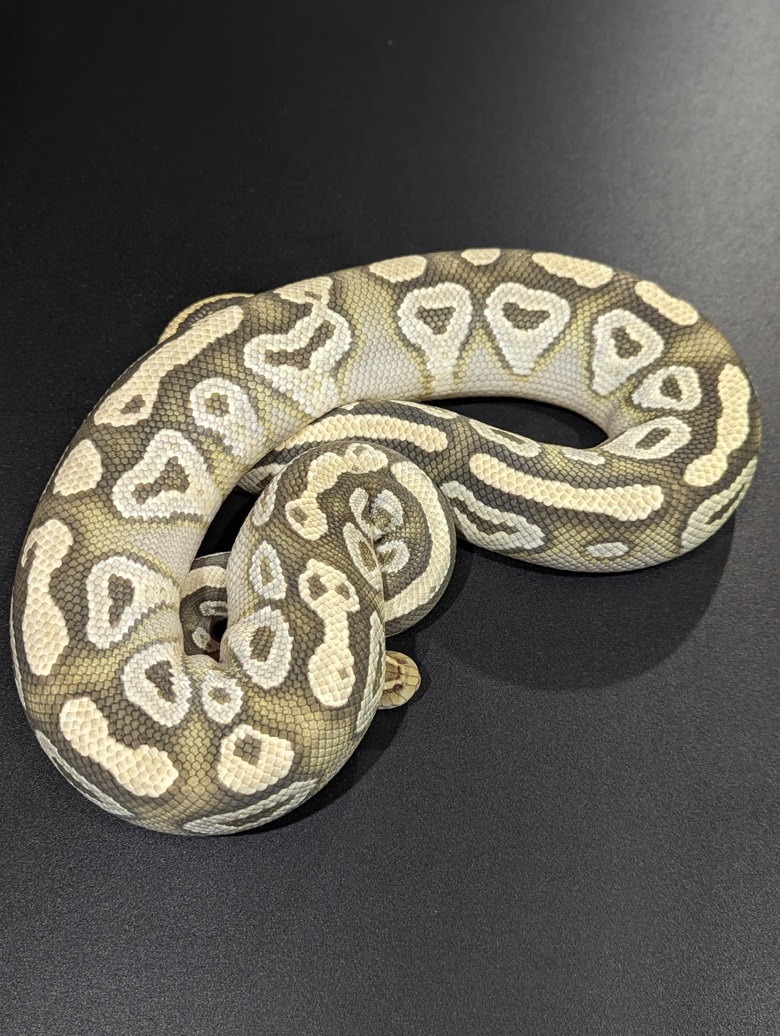 Proven Breeder Mojave Ghost Ball Python by Mustang Ridge Exotics ...