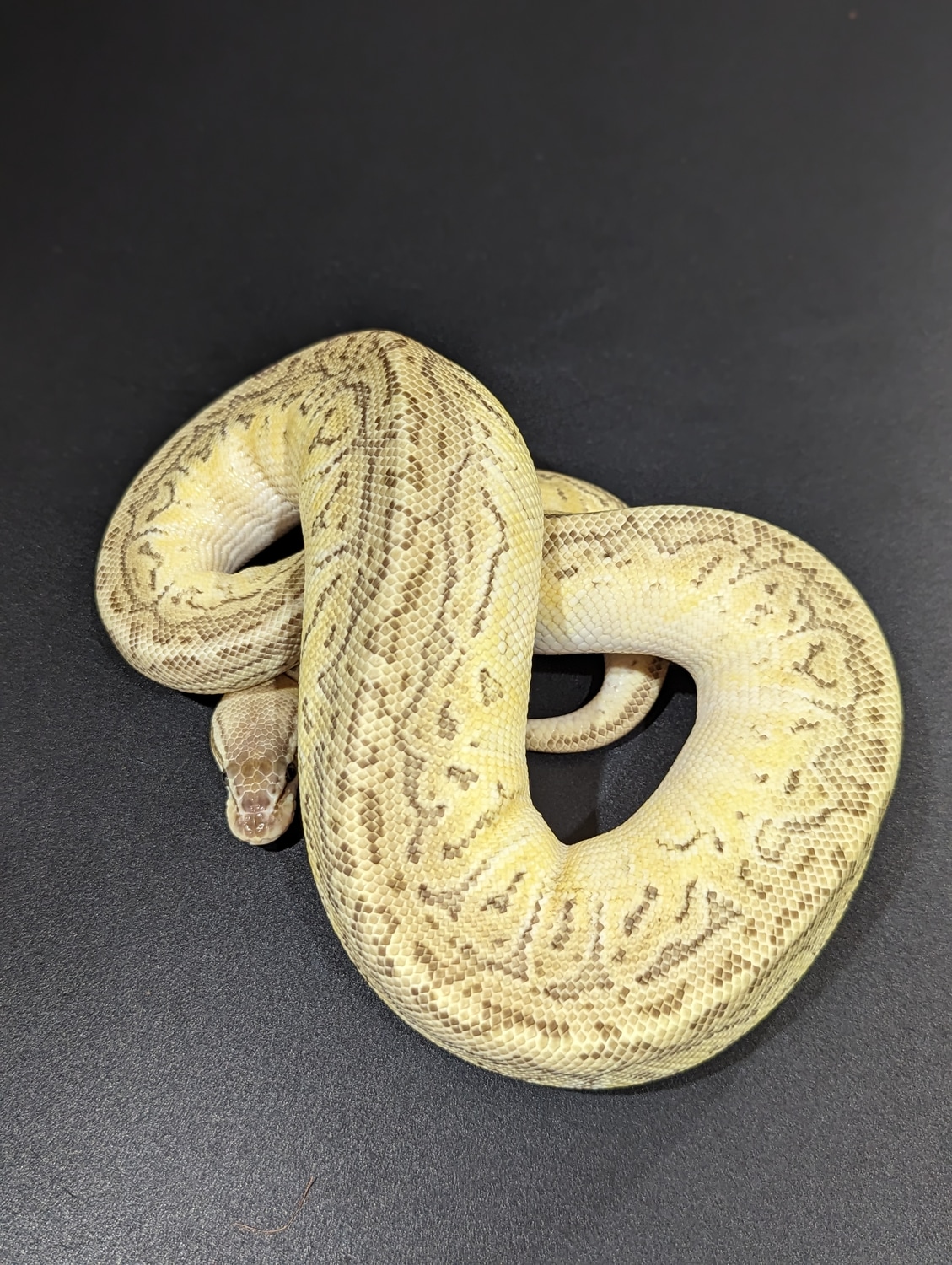Lesser Pinstripe Hurricane Ball Python by Mustang Ridge Exotics ...