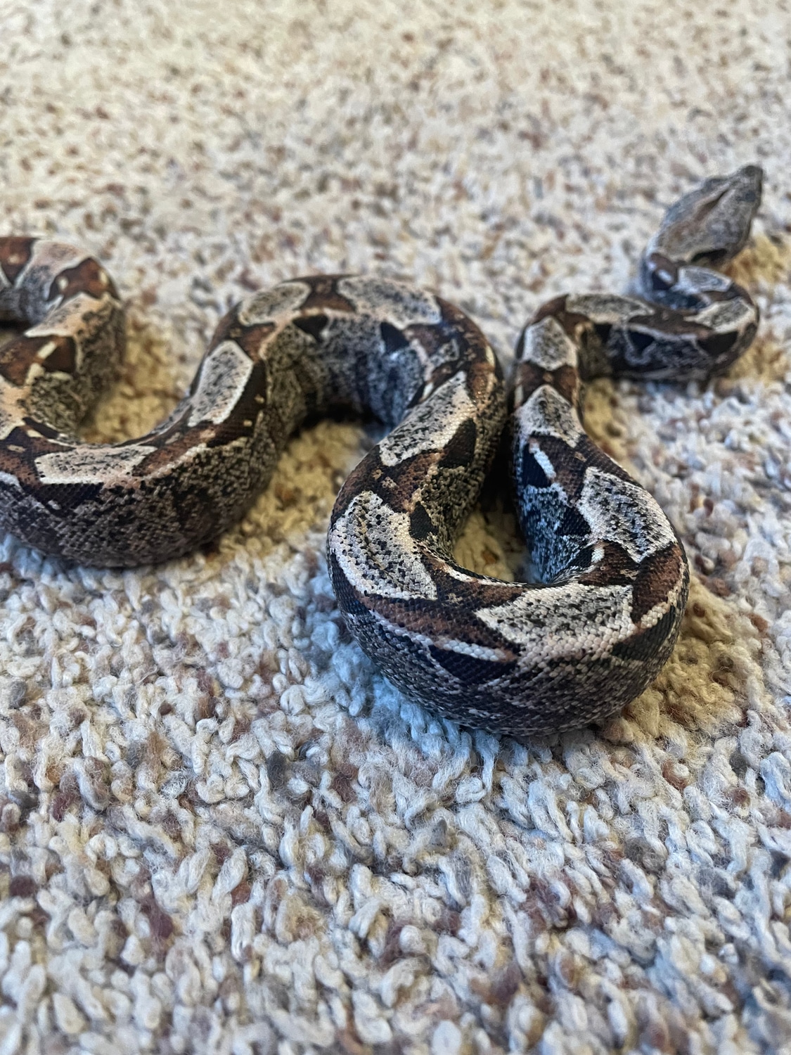 IMG Het Anerythristic Boa Constrictor by Walton Boas - MorphMarket