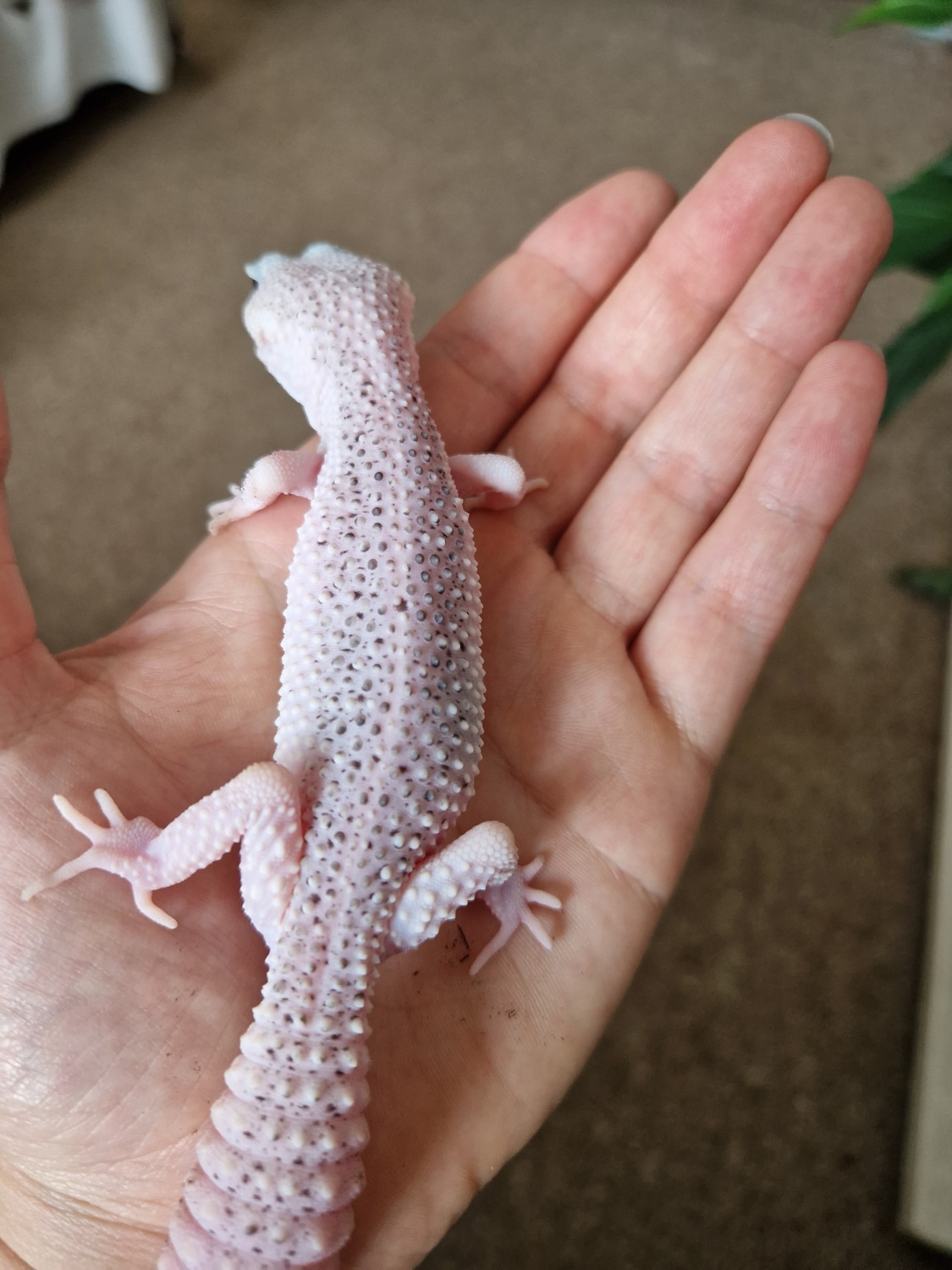 Super Mack Snow Eclipse White And Yellow Poss Het Tremper, Blizzard ...