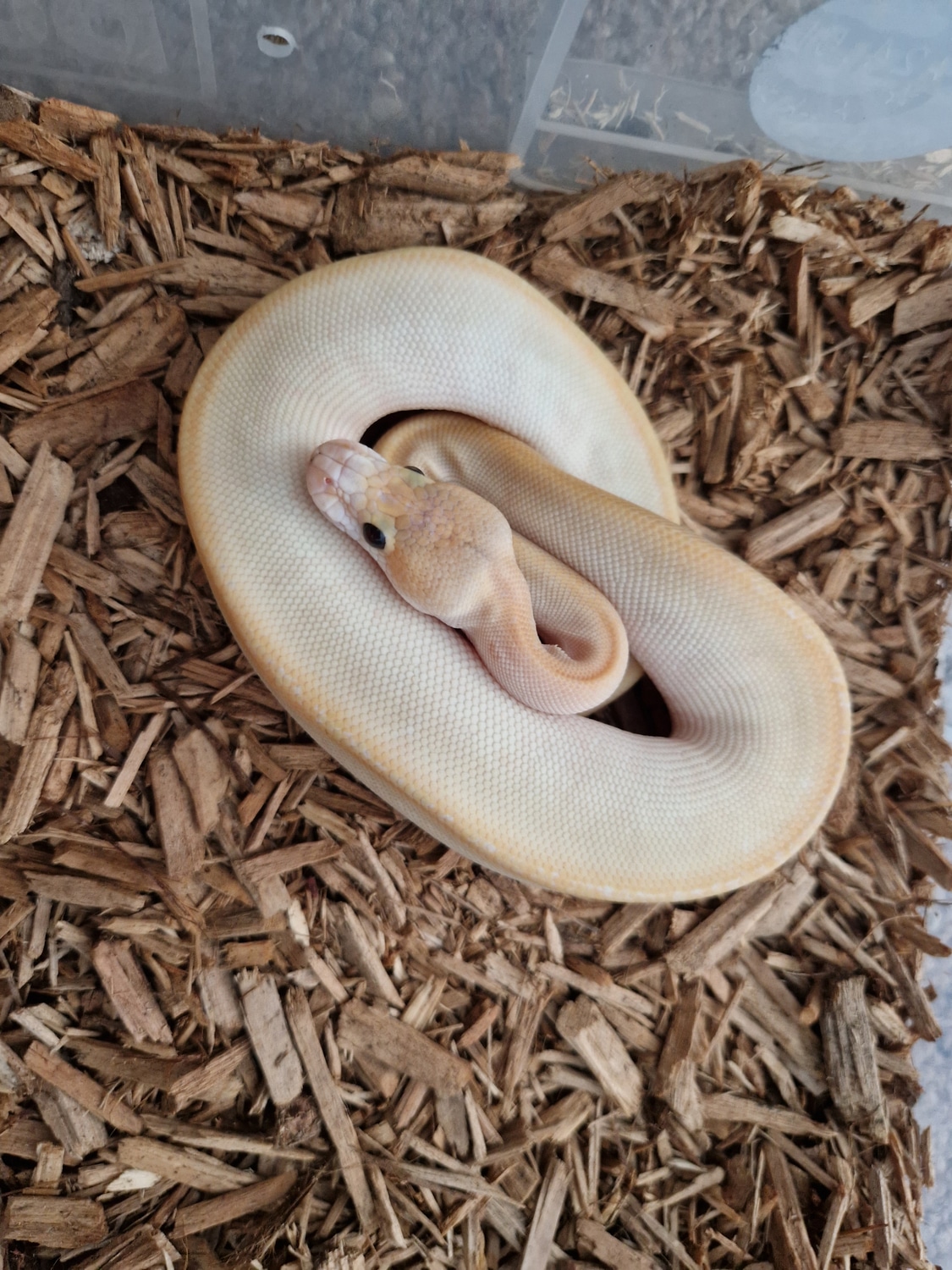 Butter Champagne Ghost Ball Python by Walton's serpents - MorphMarket