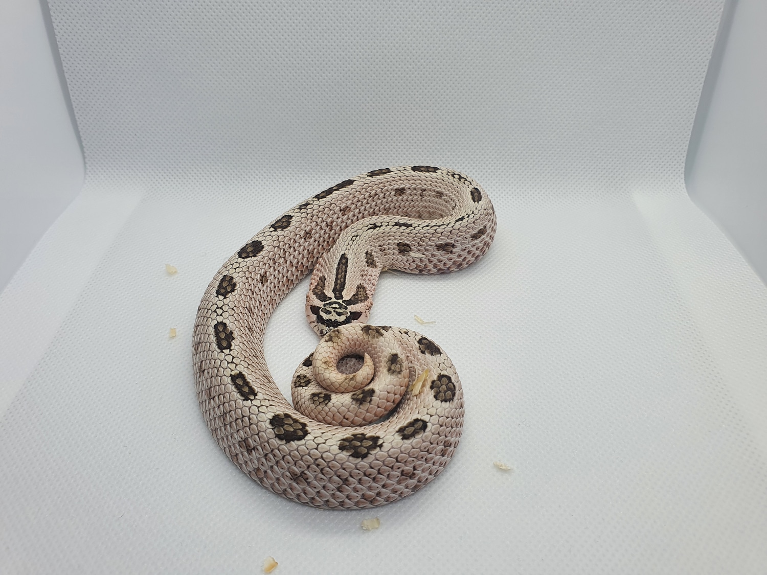 Super Arctic Conda Western Hognose by Walton's serpents - MorphMarket