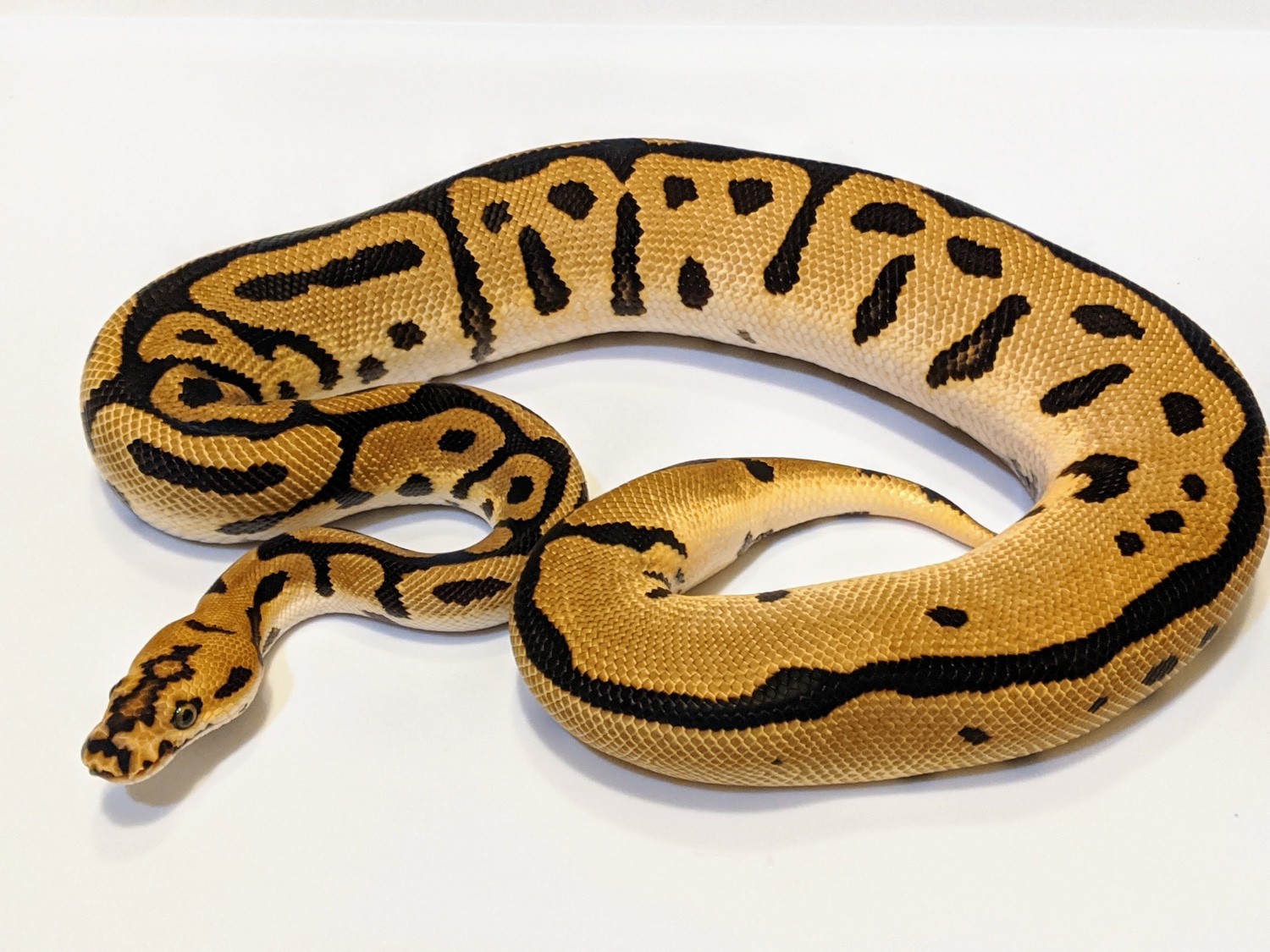 Batman - Leopard Spotnose Clown Ball Python by Want More Reptiles ...