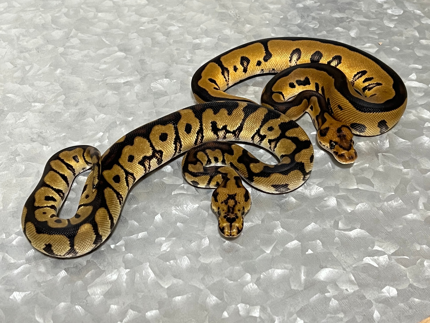 Pair: Leopard Spotnose Clown 100% (Het Desert Ghost) 100% Het Genetic ...