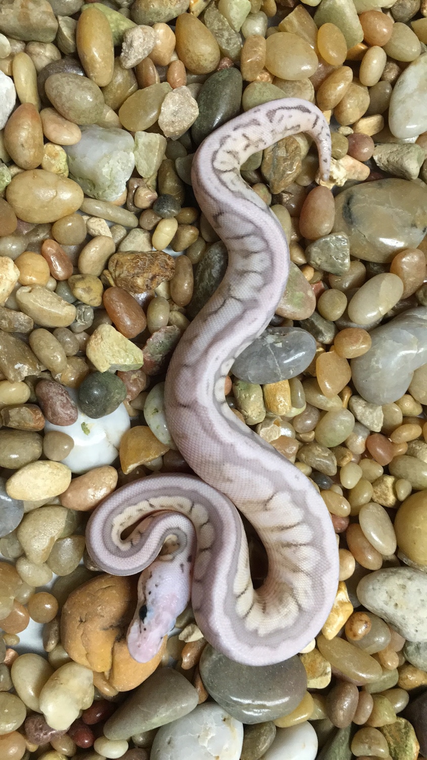 Banana Black Pastel Pastel Spider Genetic Stripe Ball Python by Rick ...