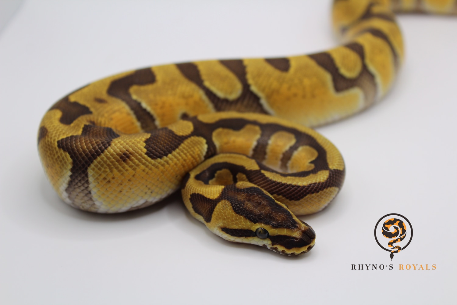 Super Enchi Het Clown Ball Python by Rhyno's Royals - MorphMarket