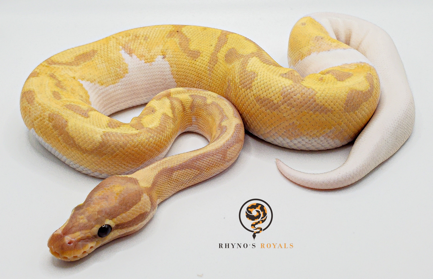 Banana Pied (Emoji) :| Ball Python by Rhyno's Royals - MorphMarket