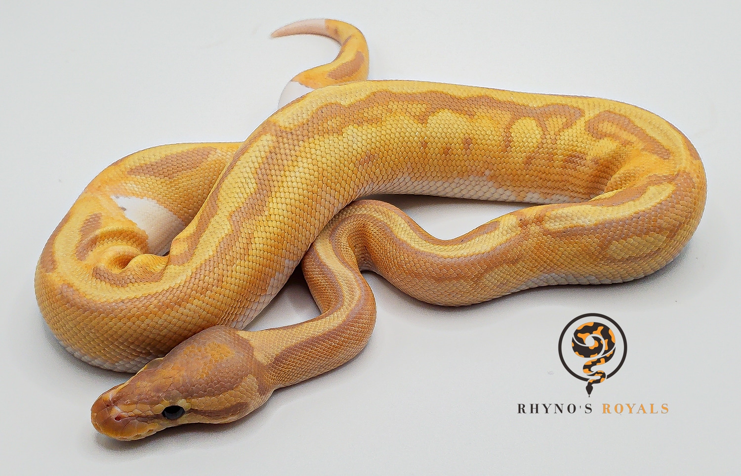 Banana Pied Ball Python by Rhyno's Royals - MorphMarket