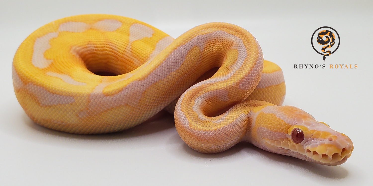 Candino Pied Ball Python by Rhyno's Royals - MorphMarket