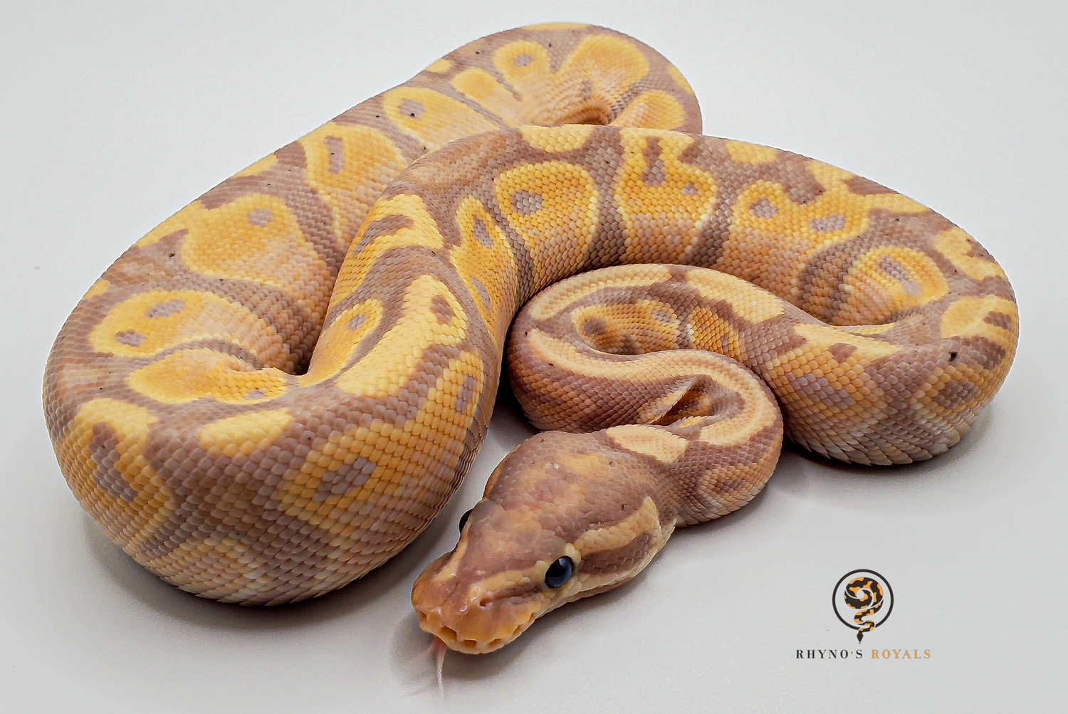 Banana Het Pied Ball Python by Rhyno's Royals - MorphMarket