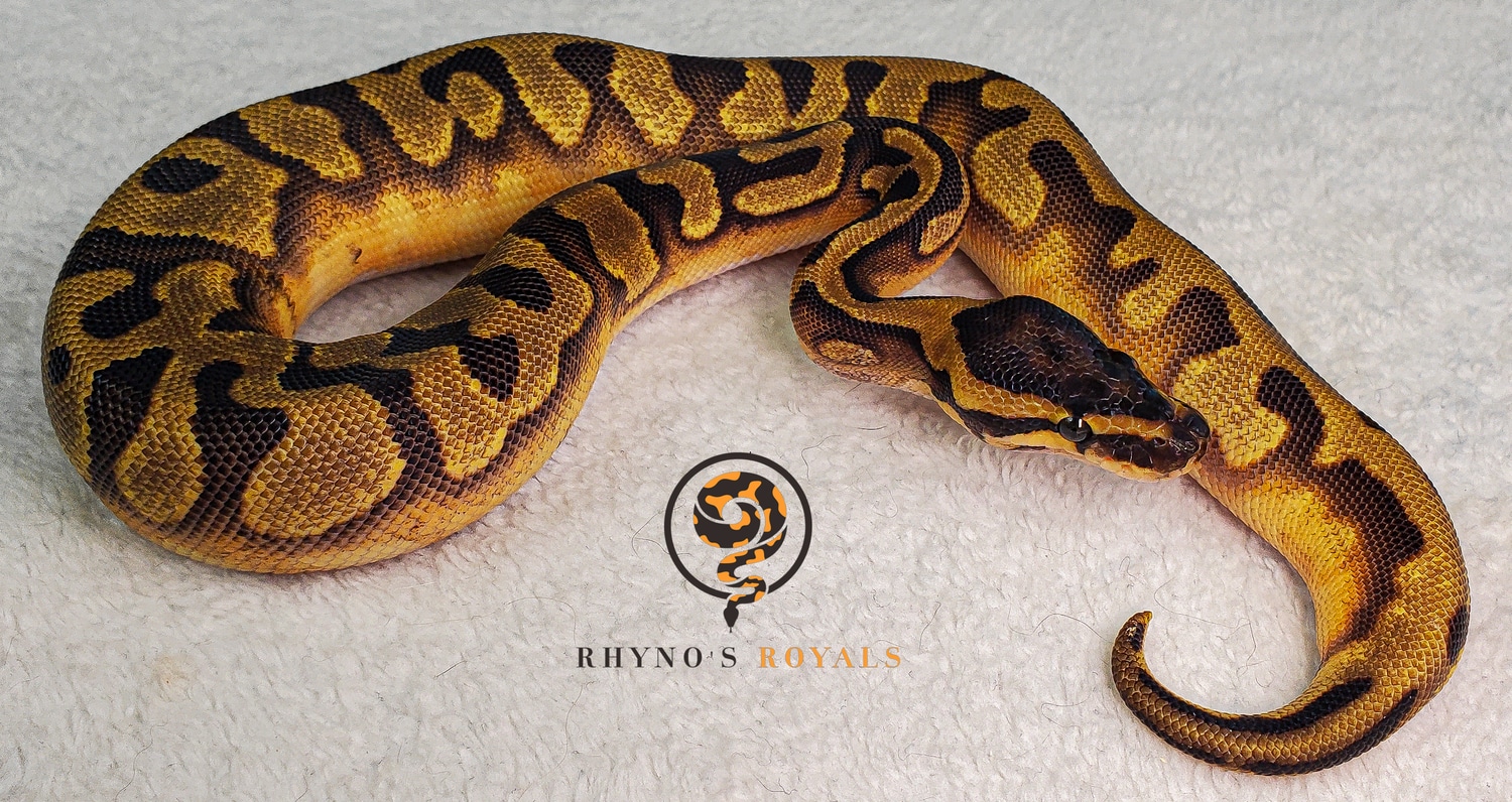 Enchi Pied Ball Python by Rhyno's Royals - MorphMarket