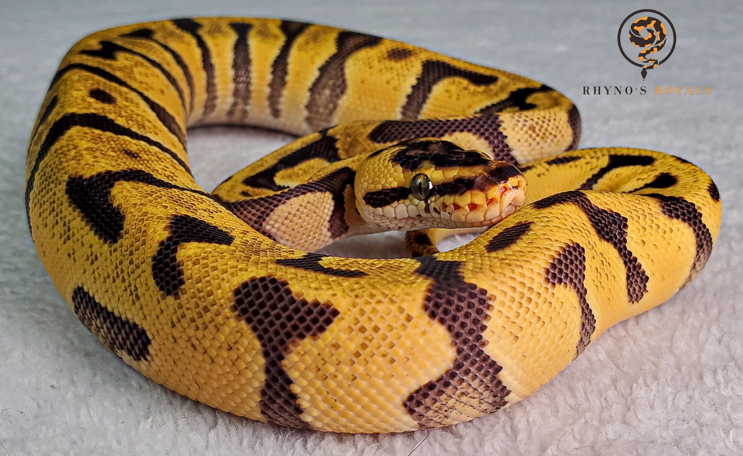 Super Enchi Pastel Het Clown Ball Python by Rhyno's Royals - MorphMarket