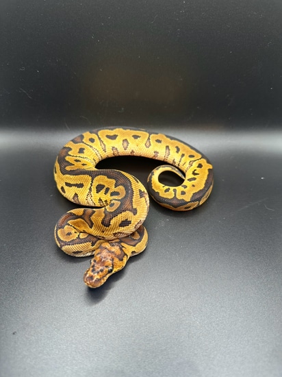 Clown Het Piebald Ball Python by John's Slithering Serpents
