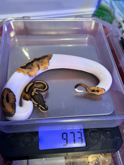 Piebald Ball Python by John's Slithering Serpents