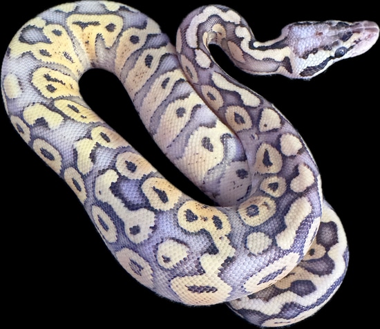 Cypress Pastel Crypton Ball Python by John's Slithering Serpents