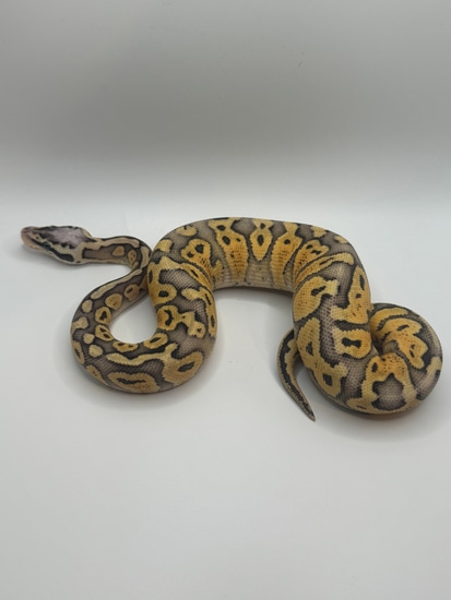 Pastel Cypress Crypton Ball Python by John's Slithering Serpents