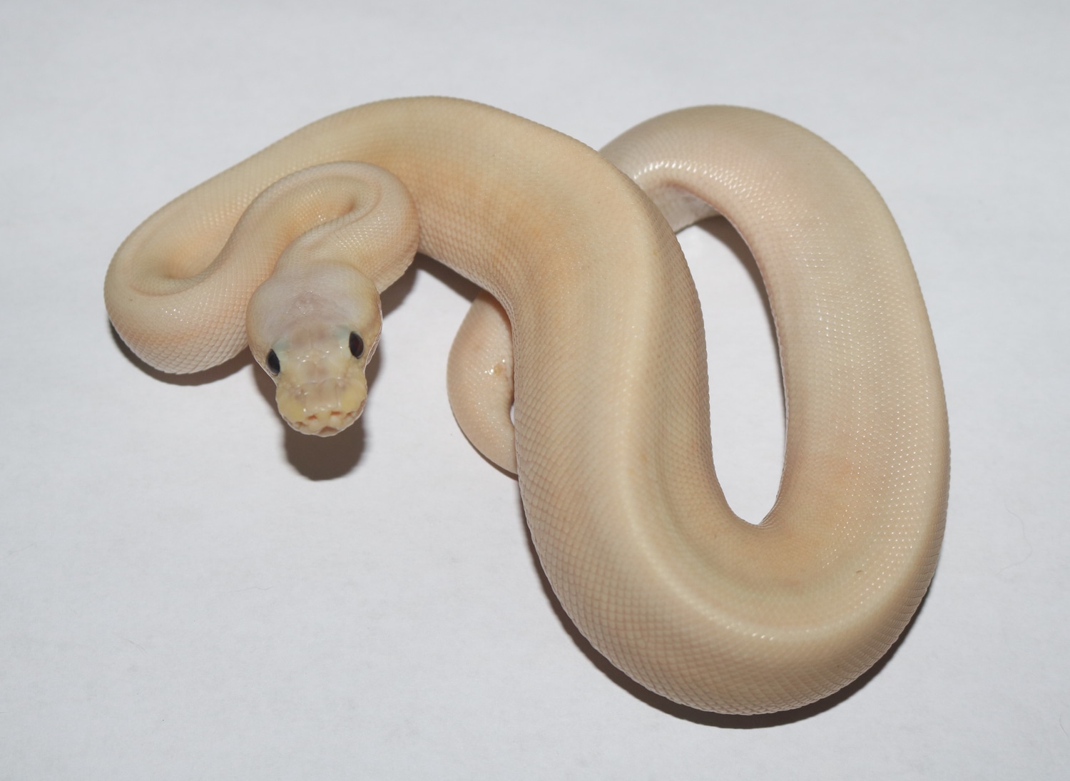 Banana Pinstripe Pewter Ball Python by Wards World Of Reptile ...