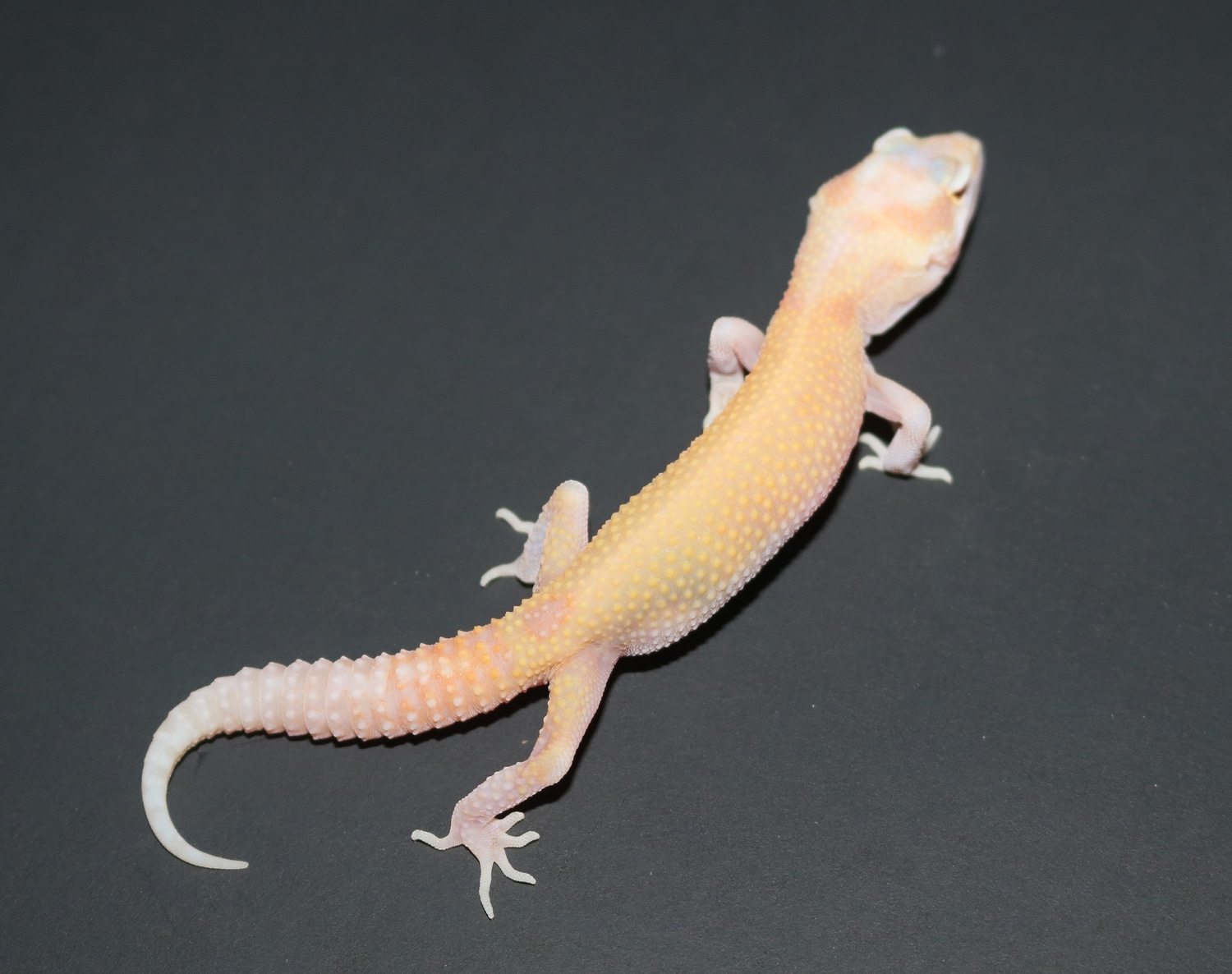 Raptor Leopard Gecko by Wards World Of Reptile Propagation - MorphMarket