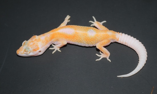 Tremper Albino Enigma Het Raptor Leopard Gecko by Wards World Of ...