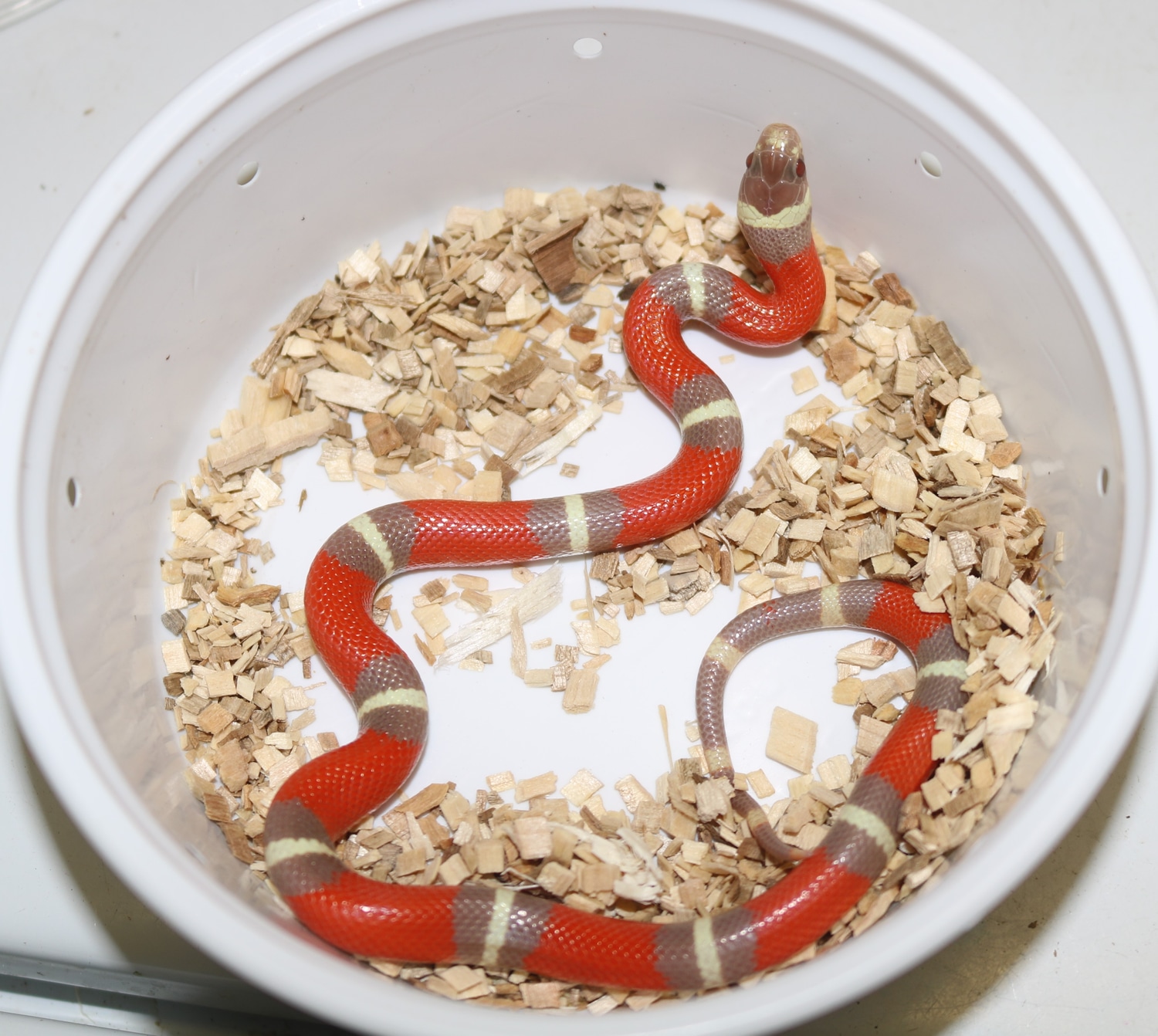 T+ 66% Het Splotched/Aberrant Nelson's Milk Snake by Wards World Of ...