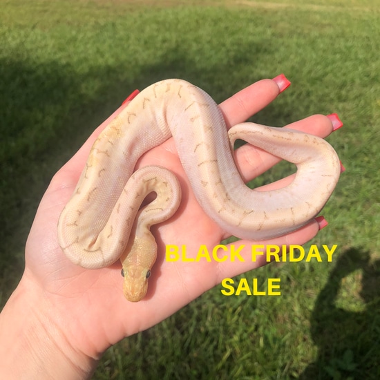 Super Pastel Lemon Blast Bamboo Ball Python by Wards World Of Reptile ...