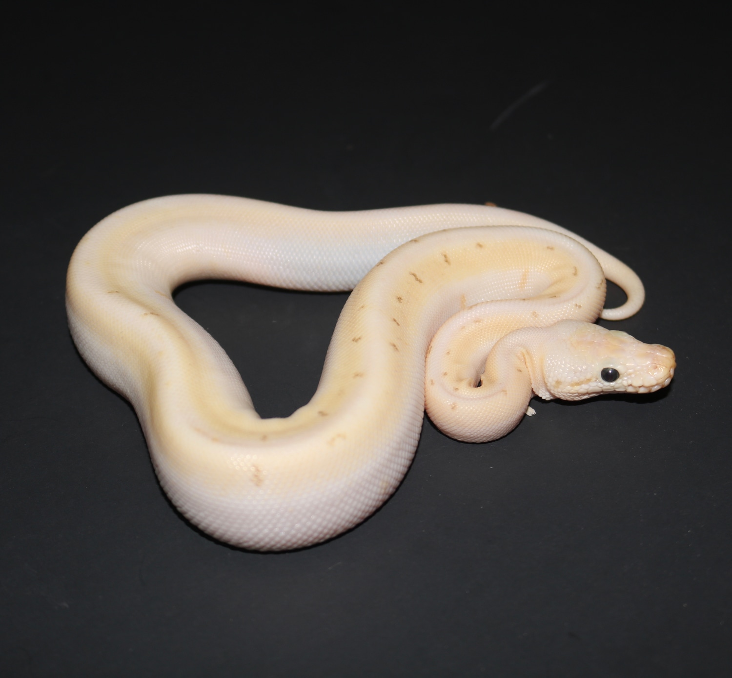 Super Pastel Spinner Yellowbelly Ball Python by Wards World Of Reptile ...