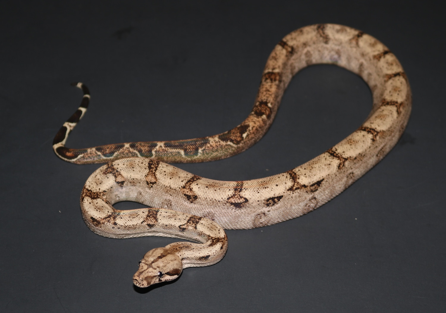 Desert T Positive Albino 66% Pos Het Blood Boa Constrictor by Wards ...