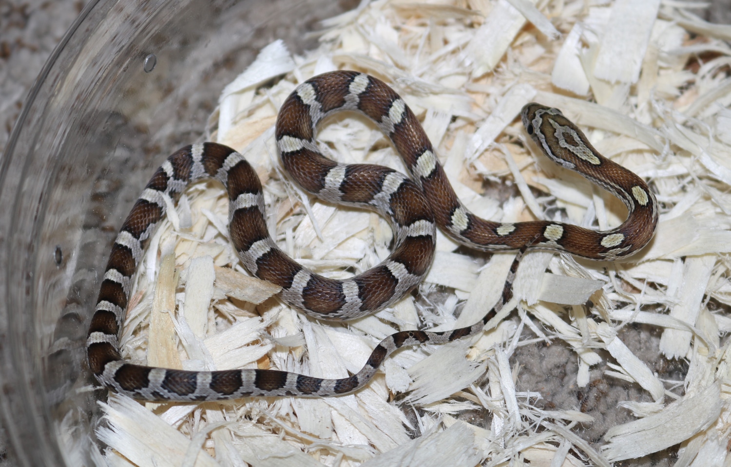Caramel Het Amber Honey Corn Snake by Wards World Of Reptile ...