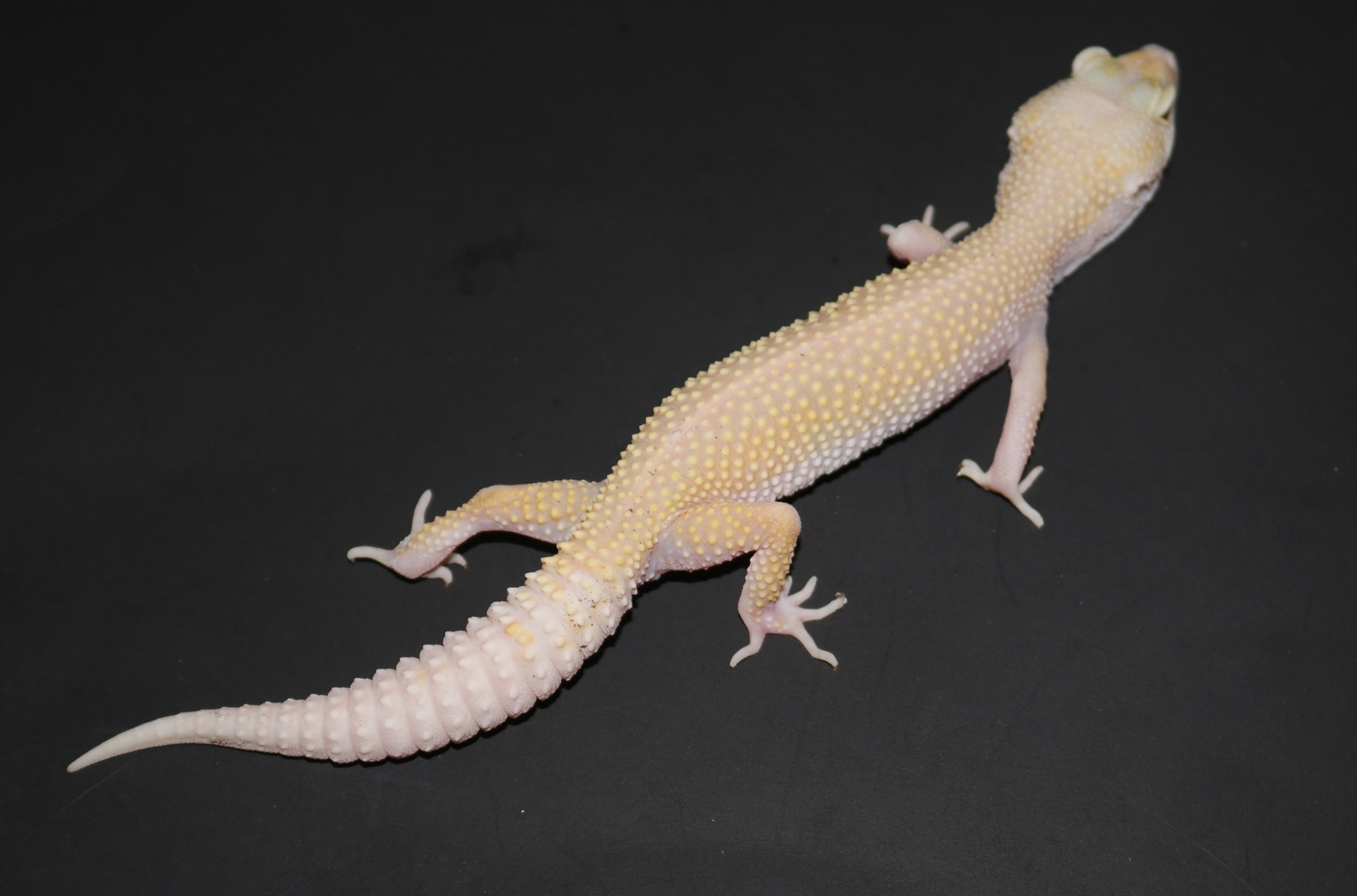 Mack Ember Leopard Gecko by Wards World Of Reptile Propagation ...