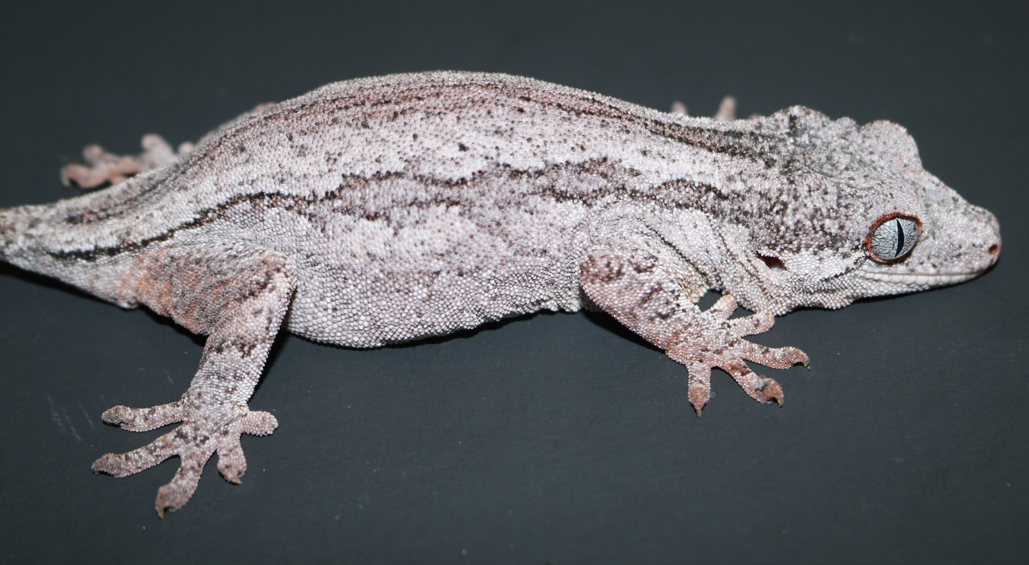 Garg Gargoyle Gecko by Wards World Of Reptile Propagation - MorphMarket