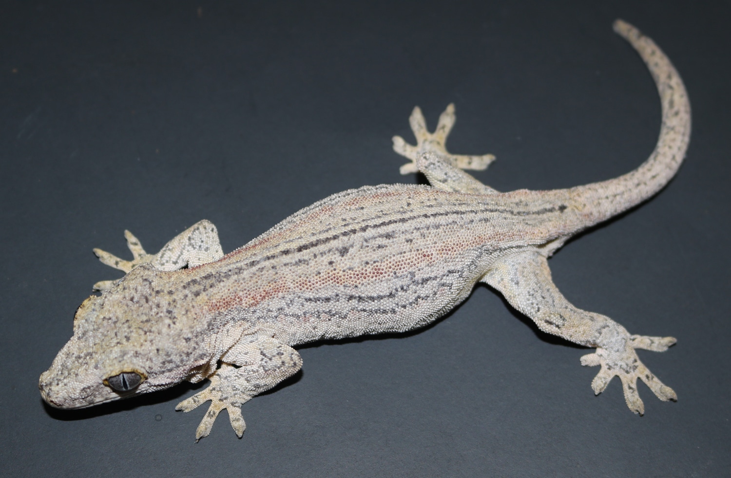 Red Stripe Gargoyle Gecko by Wards World Of Reptile Propagation ...