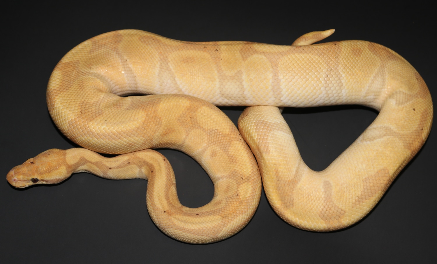 Banana Enchi Het Clown Ball Python by Wards World Of Reptile ...