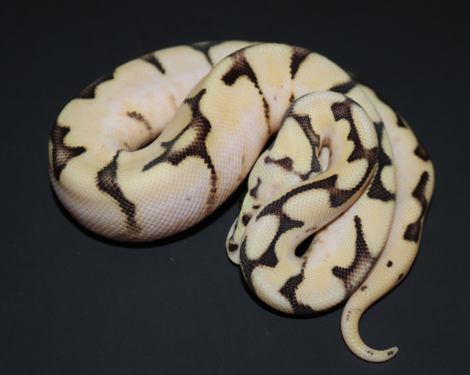 Super Pastel Spider Calico Ball Python by Wards World Of Reptile ...