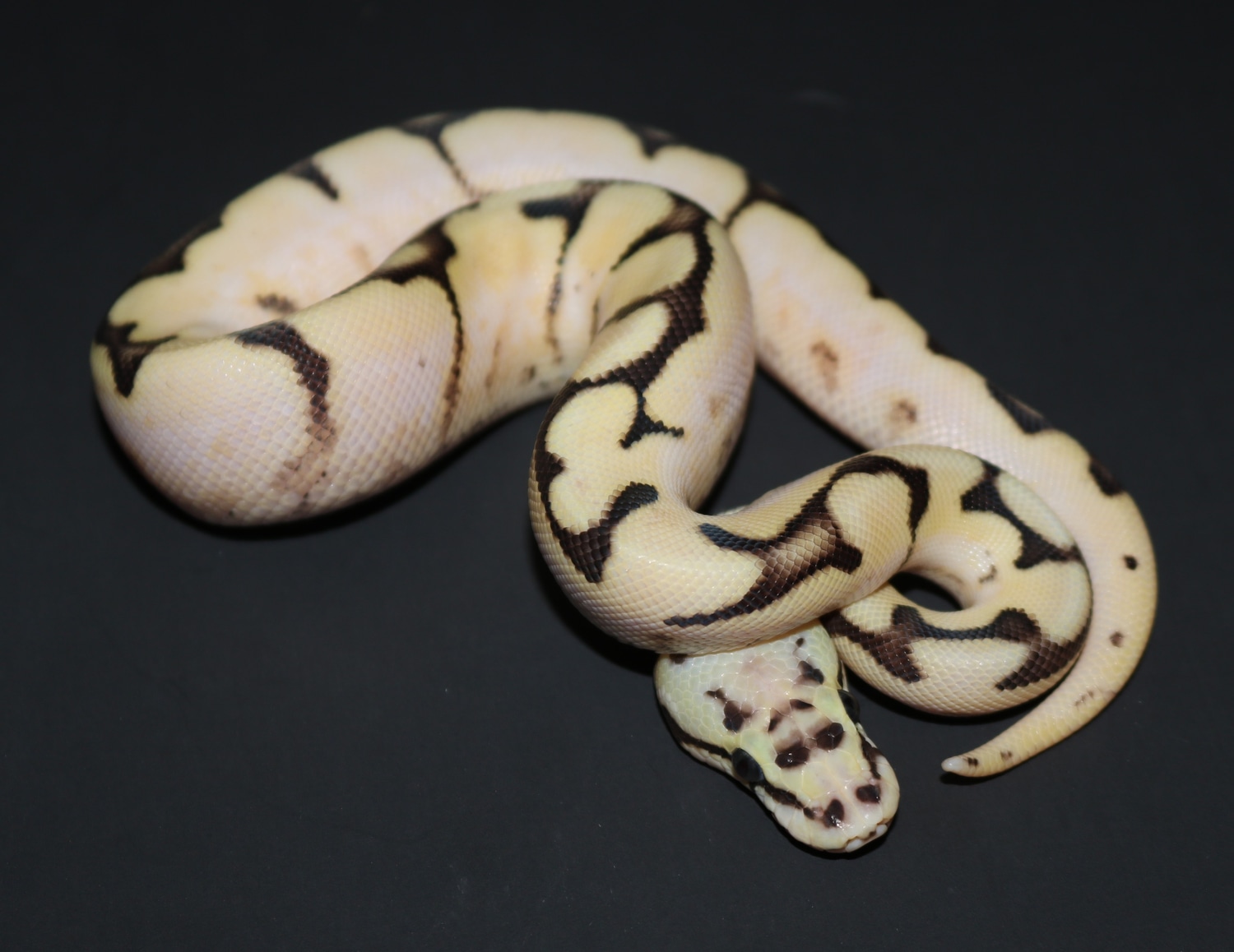 Super Pastel Spider Calico Ball Python by Wards World Of Reptile ...