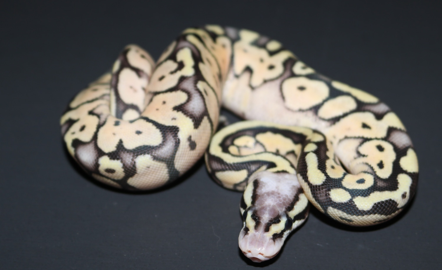 Super Pastel Het Vpi Axanthic Ball Python by Wards World Of Reptile ...