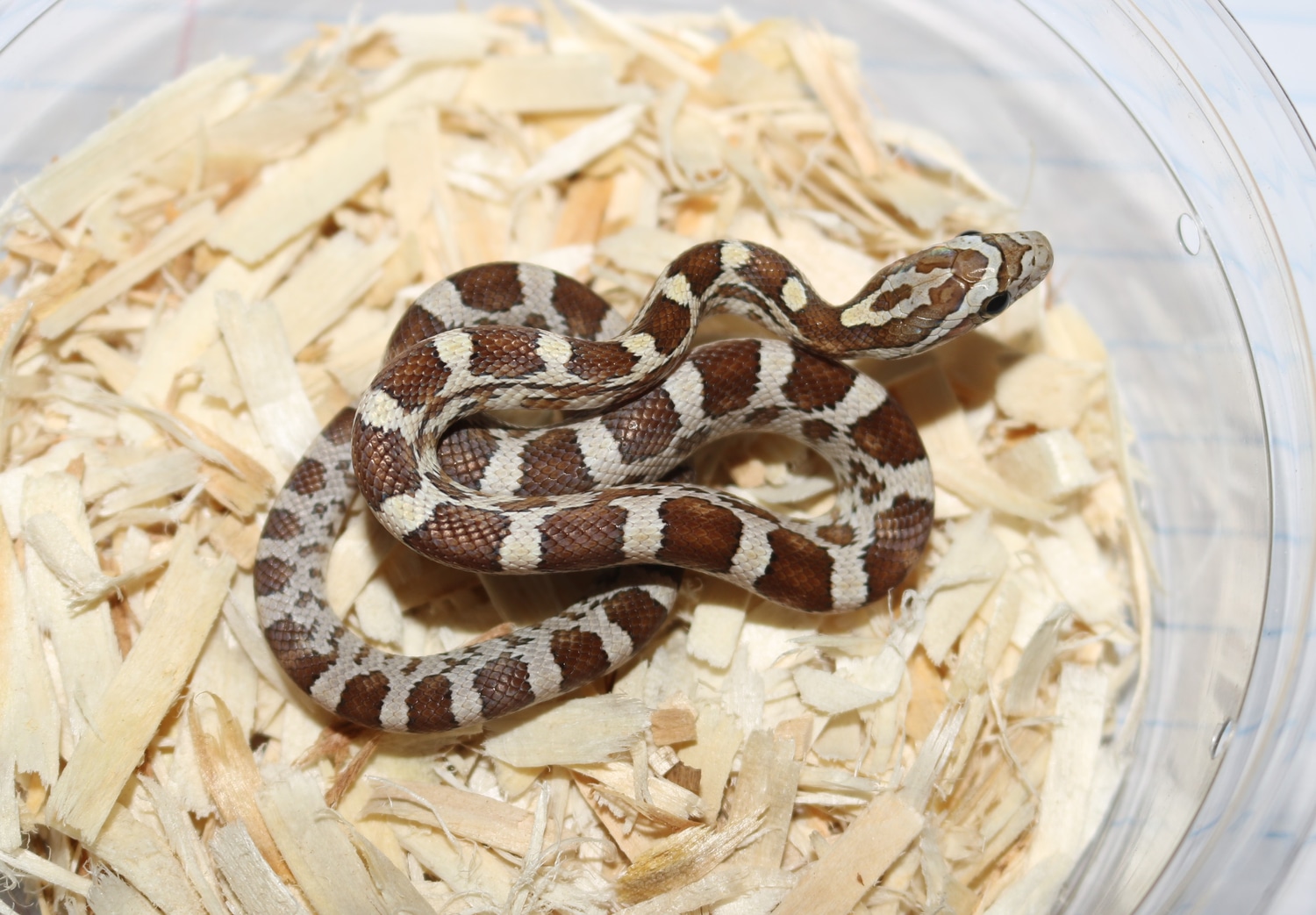Caramel Het Palmetto Corn Snake by Wards World Of Reptile Propagation ...