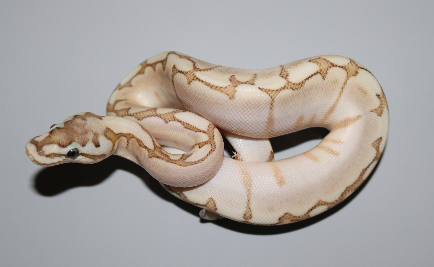 Bamboo Spider Ball Python by Wards World Of Reptile Propagation ...