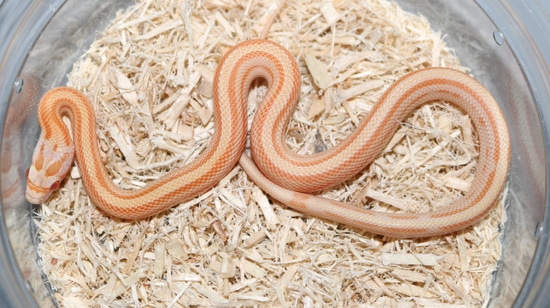 Striped Creamsicle Corn Snake by Wards World Of Reptile Propagation
