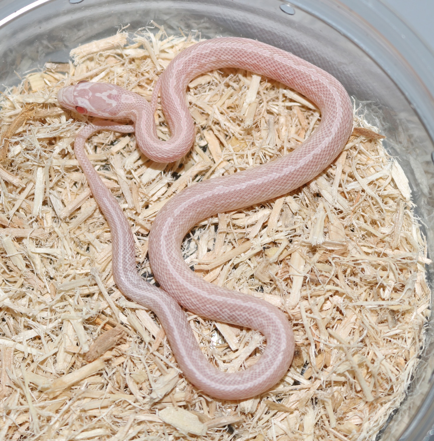 Tessera Pink Coral Snow Corn Snake by Wards World Of Reptile ...