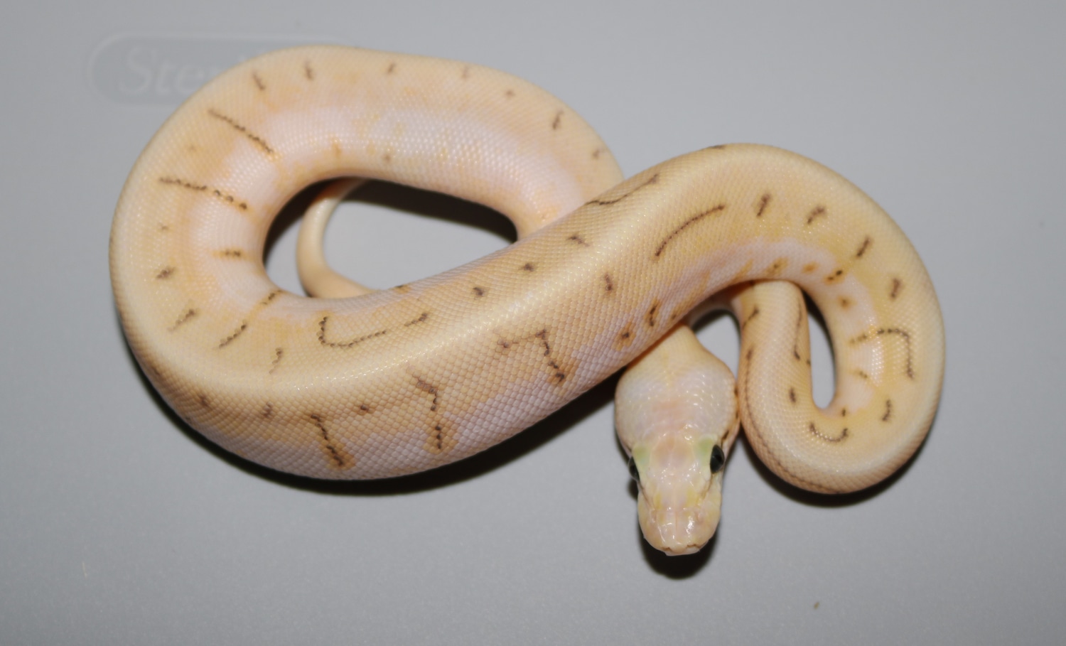 Super Pastel Spinner Ball Python by Wards World Of Reptile Propagation ...